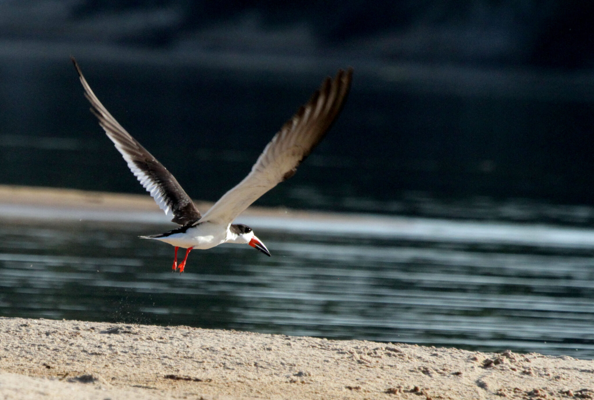 Lago de Palmas é boa opção para prática de birdwatching – Palmas Marinas